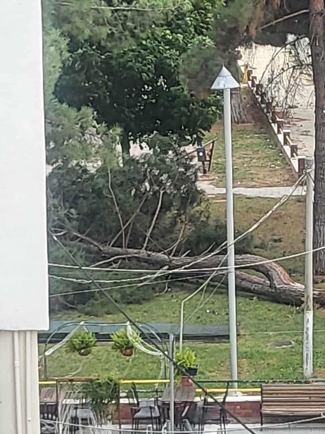 Πτολεμαΐδα: Δέντρο στο Πάρκο Χρηστίδη κατέρρευσε από τους θυελλώδεις ...